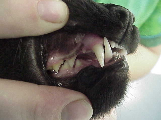 Exclusively Cats Veterinary Hospital Blog: Why does dental care cost so ...