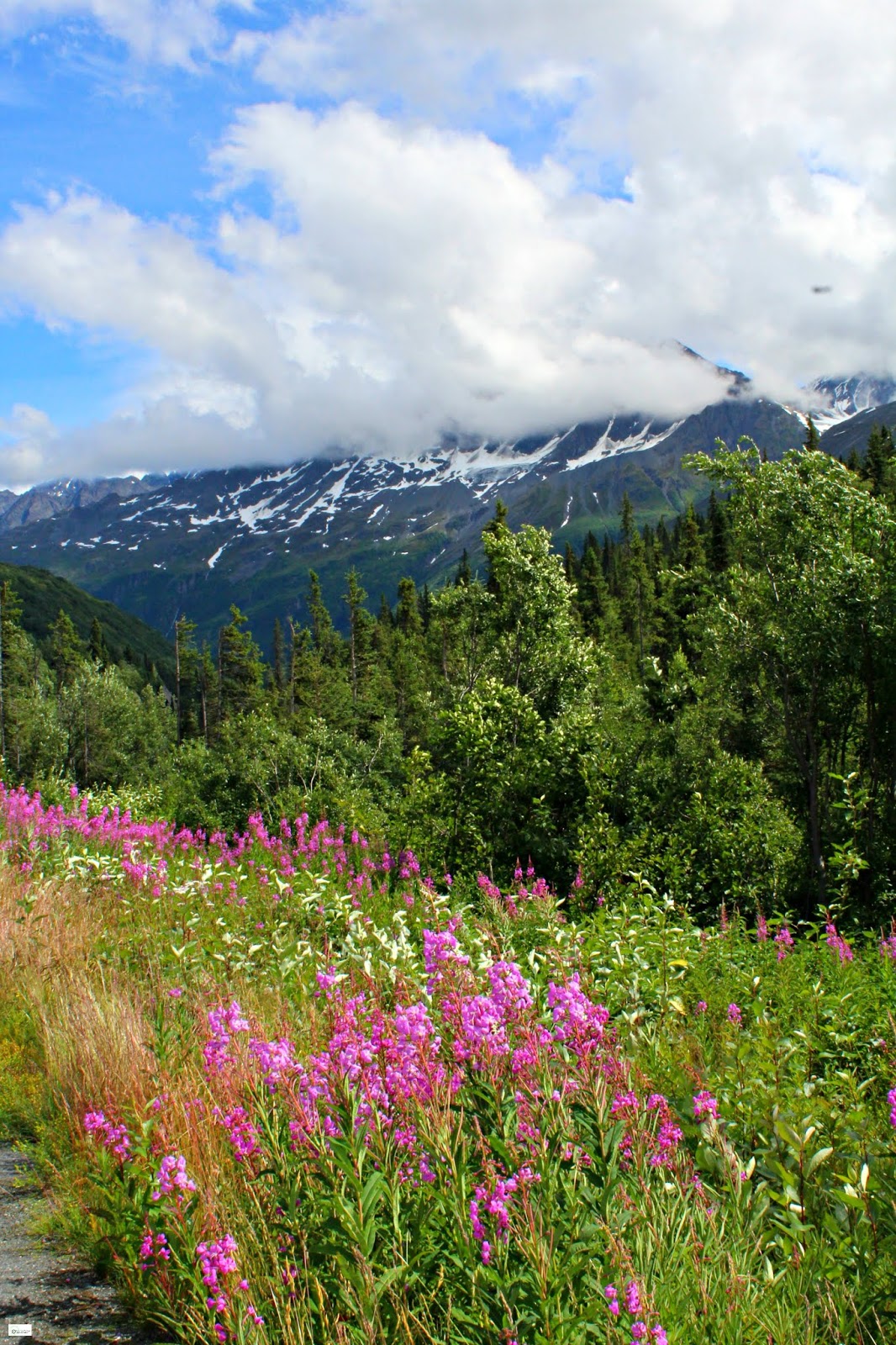 Among the Alaskan Fireweed on Alaska 4-South: A Beautiful Symbol of ...