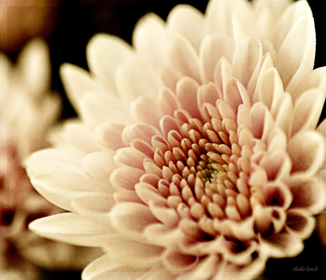 SheilaLynch: Texture Tuesday {Phoebe eDition}