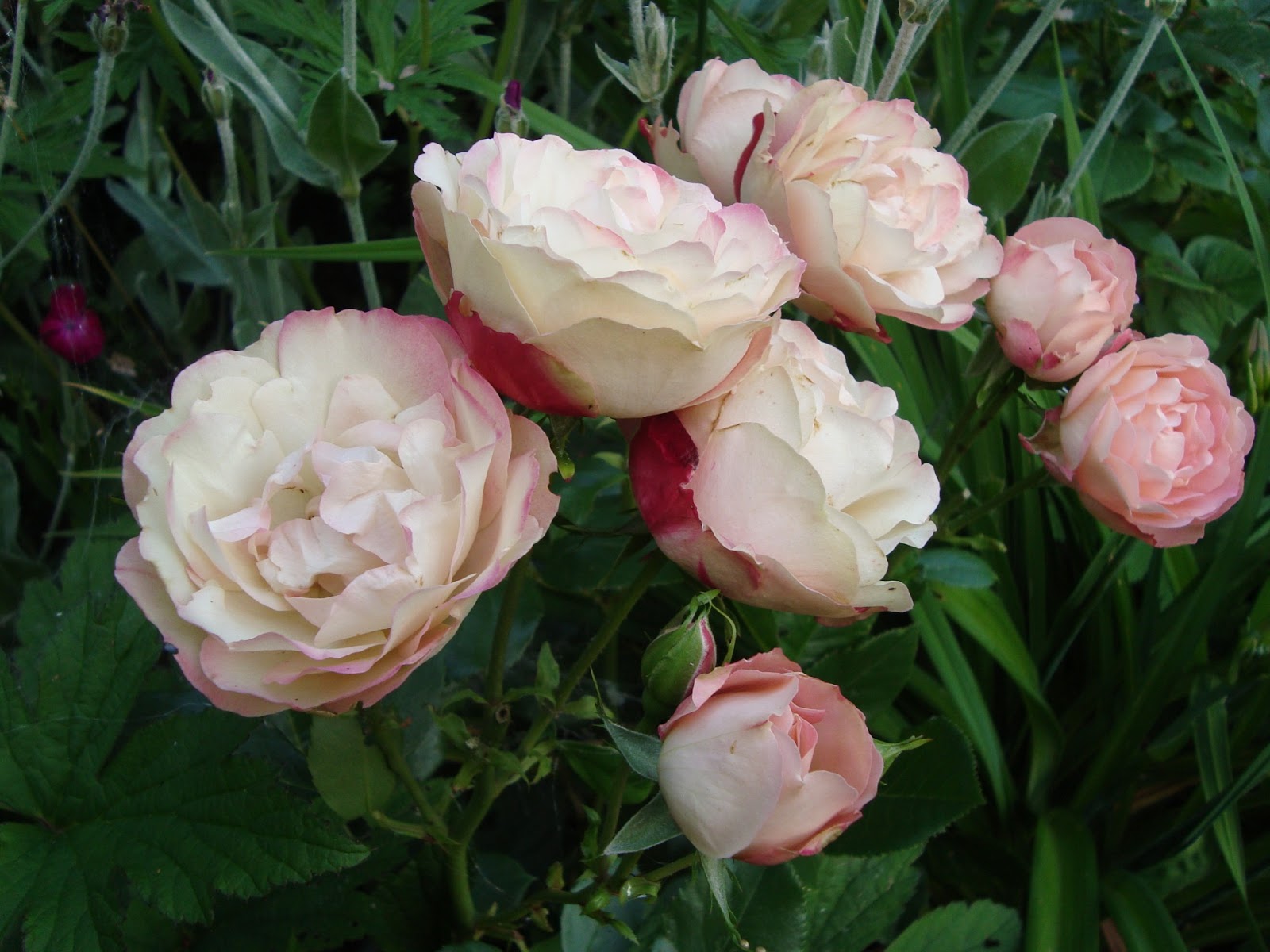 Passionnément jardin: Une rose, un rosier...Acropolis