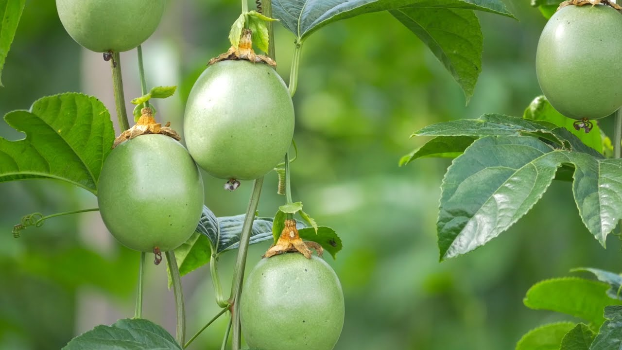 “Pasifloras: Alternativa exportadora para Colombia”