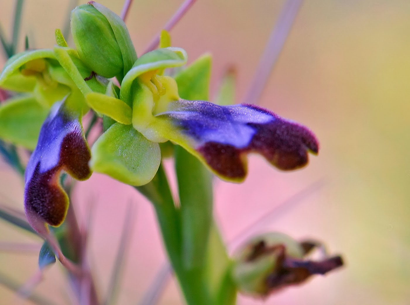 NaturalezaVaria: Ophrys gr fusca.