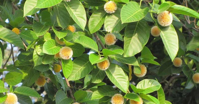 Tree Associated with Lord Krishna | Hindu Blog