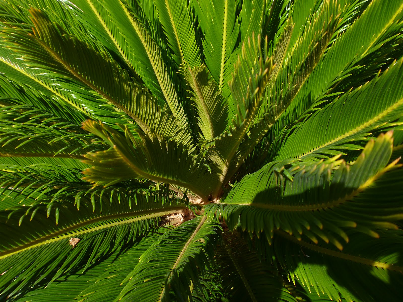 TravelMarx: Binomen Art - Cycas revoluta