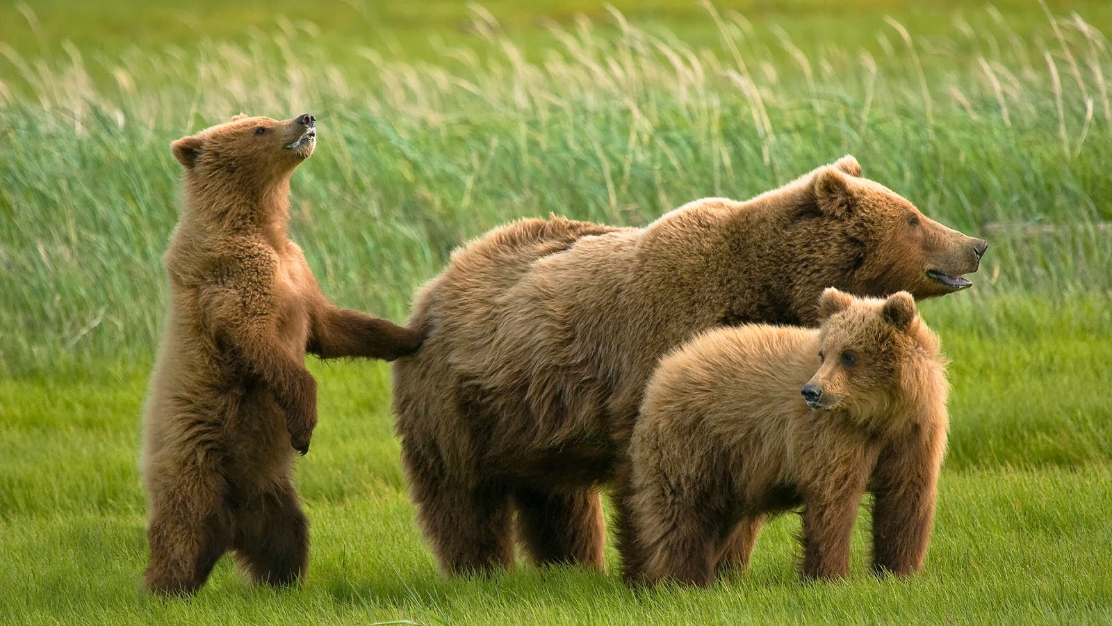 Three little Bears