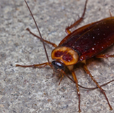 RESIDENTIAL PEST CONTROL SERVICE - TPCS technik pest control service