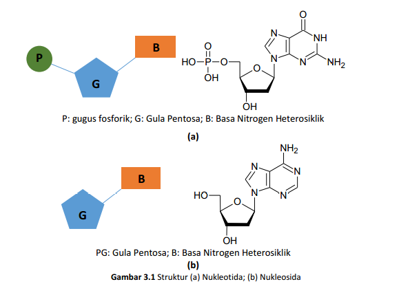 Struktur DNA dan RNA (Struktur, Hipotesis Replikasi DNA, Tipe RNA ...