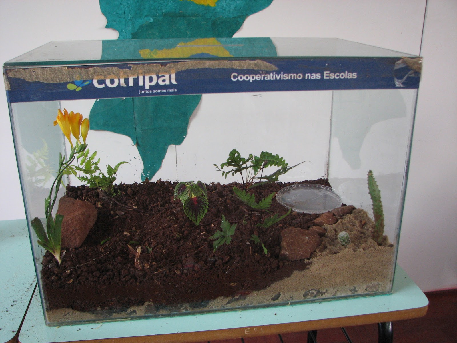Eu + Você = Mundo Melhor: Montagem do terrário na Escola Bruno Laux ...
