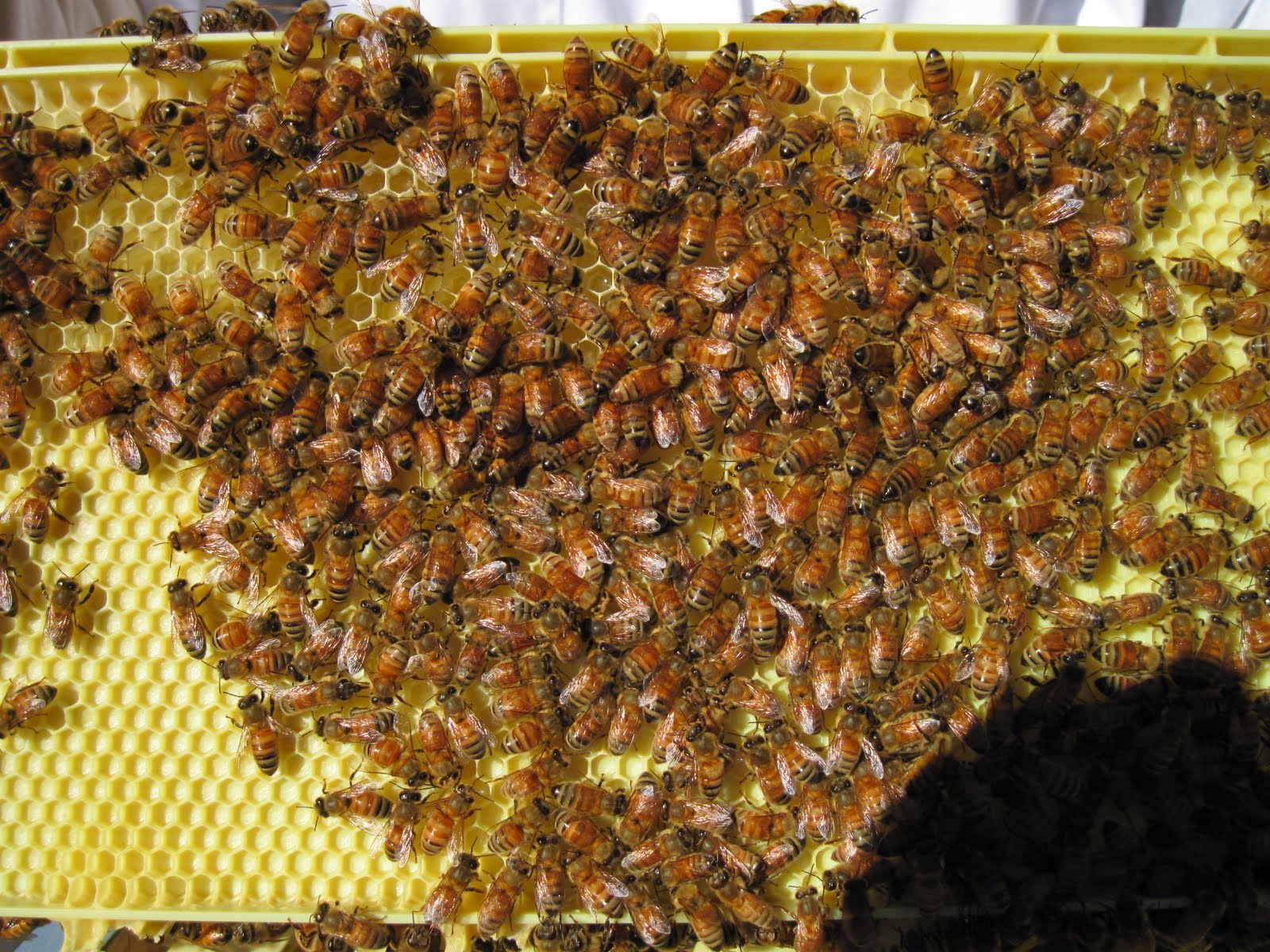 A & K's Honey Bees