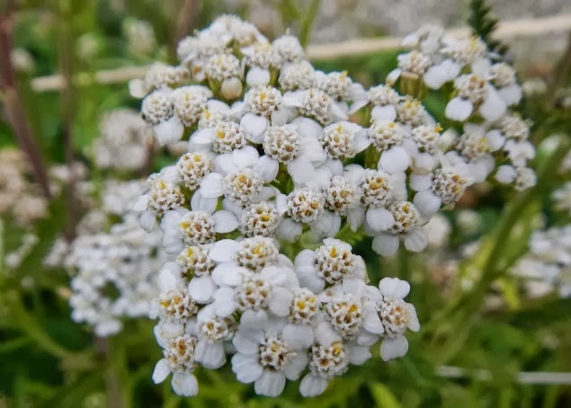 Nature Abhors a Garden: Purple and Gold