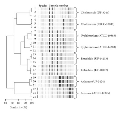 Biology: Analisis Filogenetik dan Identifikasi Bakteri dengan Metode ...