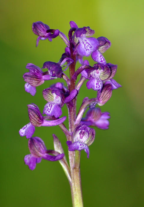 In linii mari: Plante: Anacamptis morio, Orchis morio (Poroinic)