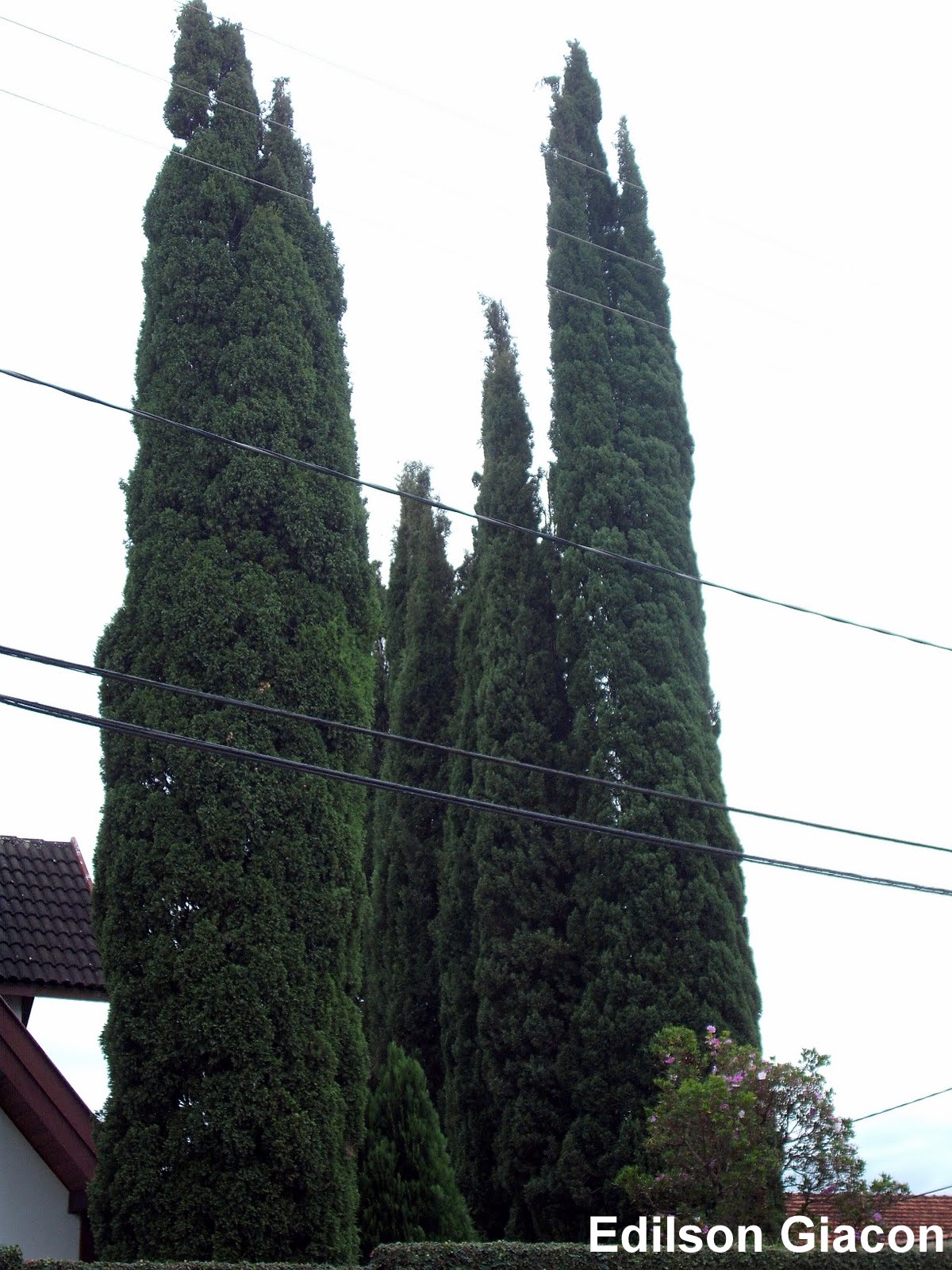 Viveiro Ciprest - Plantas Nativas e Exóticas: Cipreste Italiano da ...