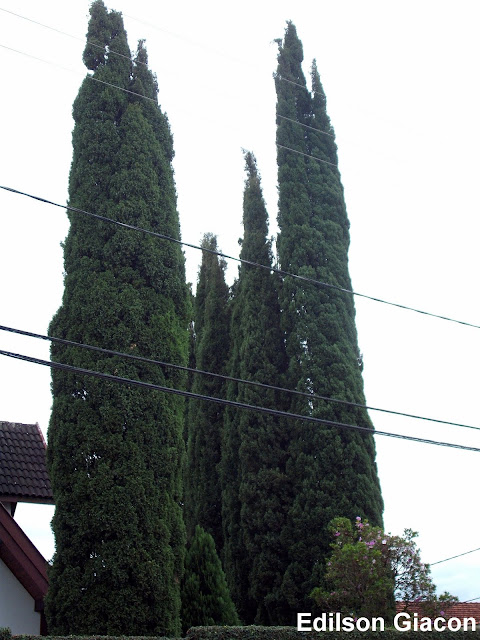 Viveiro Ciprest - Plantas Nativas e Exóticas: Cipreste Italiano da ...