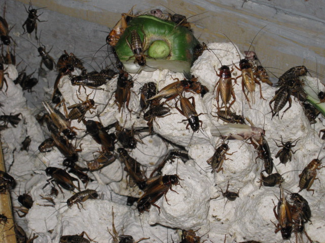 JANGKRIK: 2 Cara Budidaya Jangkrik