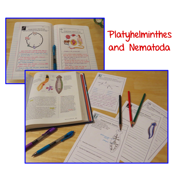 Amy Brown Science: Invertebrates: How To Get It Covered When You Are ...