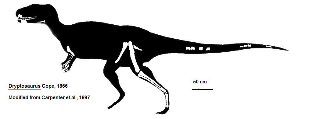 Dryptosaurus Skeleton 58353 | INFOBIT