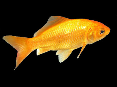 mondo dei rettili: Carassius auratus il pesce rosso