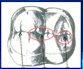 morfologia dental : morfologia