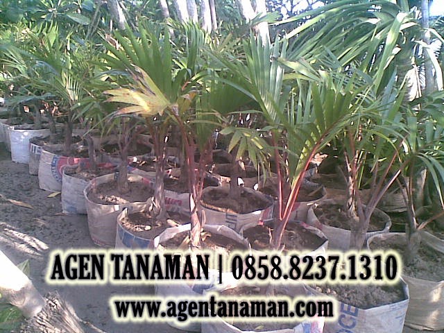 PALEM BOTOL | JUAL PALEM HIAS | POHON PALEM MURAH ~ AGEN TANAMAN