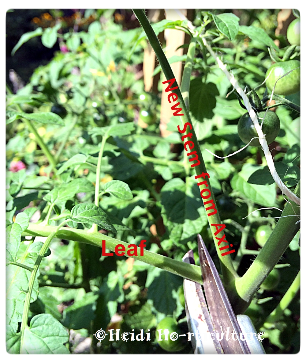 Heidi Horticulture: Thinning Out Tomatoes