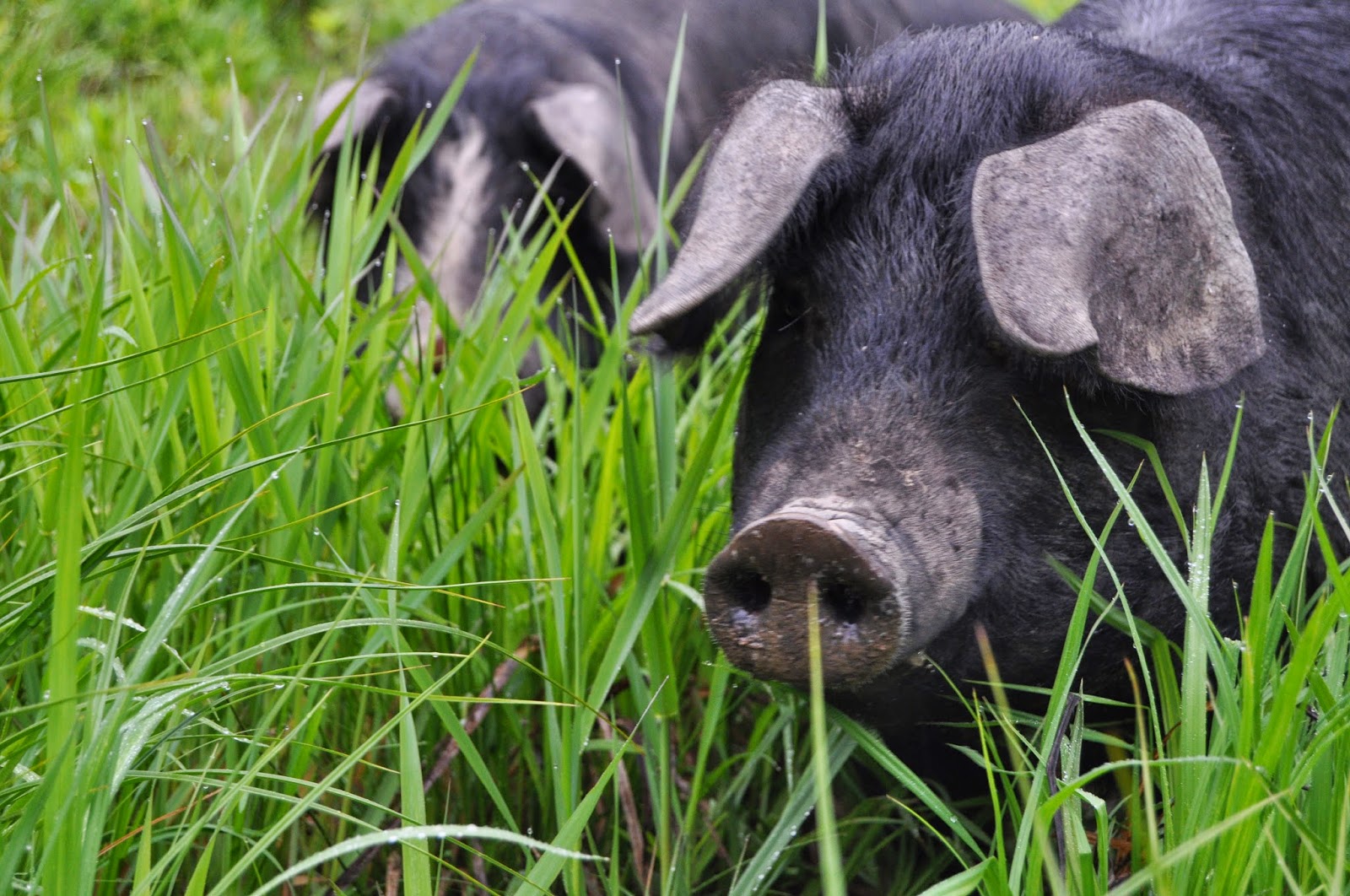 Climbing Tree Farm: Beautiful Morning at Climbing Tree Farm/ Young Pig ...
