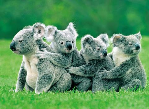 THE NICEGUIDELINES BLOG: AIDS-like retrovirus threatens koalas with ...