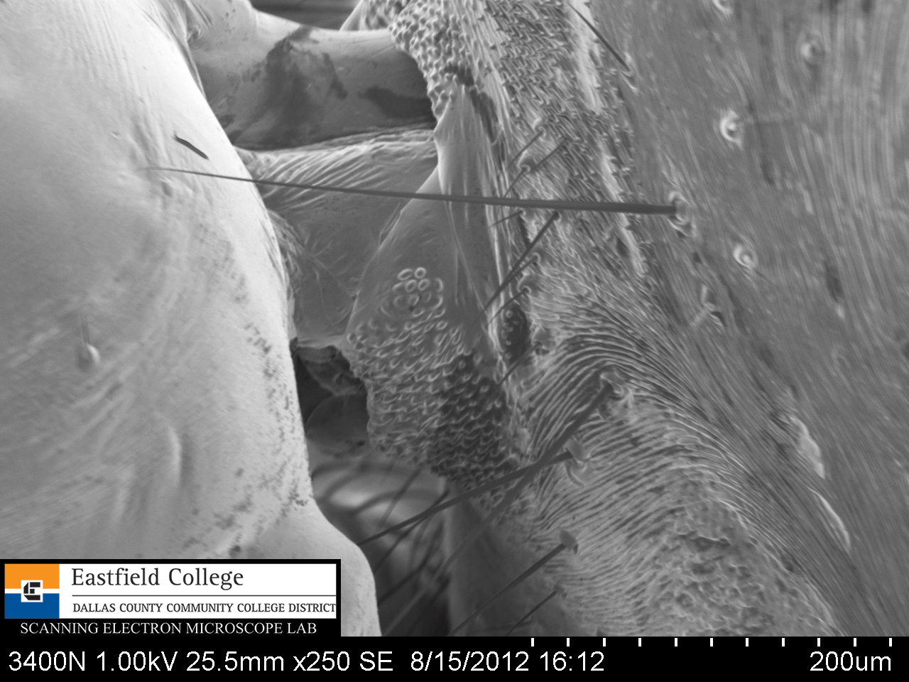 Scanning Electron Microscope Blog: Itsy Bitsy Spider - The Scanning ...
