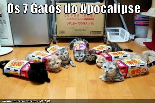 7 gatos
