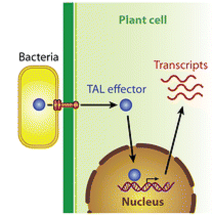 Visualizing the base-specific recognition of DNA by TAL effectors ...