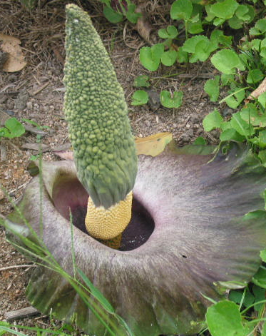 Hamparan Seni: Bunga Bangkai Amorphophallus