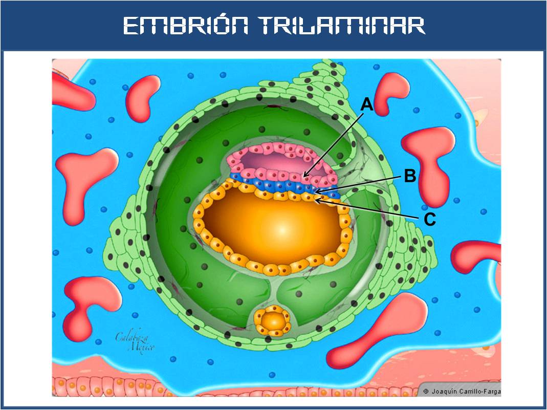 SOS EMBRIOLOGIA HUMANA: Embrión trilaminar