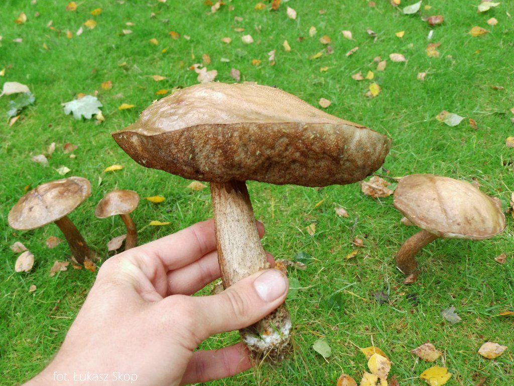 Grzyby na trawniku - skąd, jak, dlaczego? | BEZ OGRÓDEK | blog ogrodniczy
