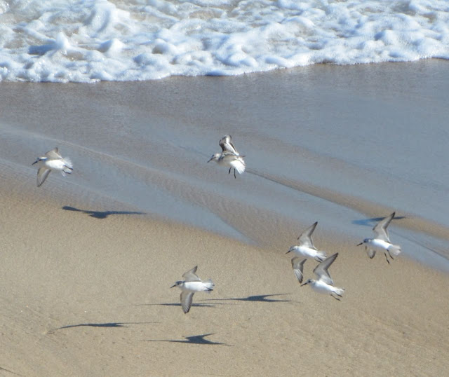 Flower Hill Farm: Glimpses From The Edge - A Wildlife Sanctuary - Cape ...