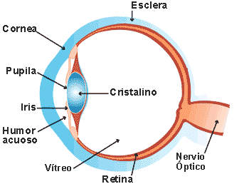 ~ El Blog de Física ~: 3.Ojo y la Visión