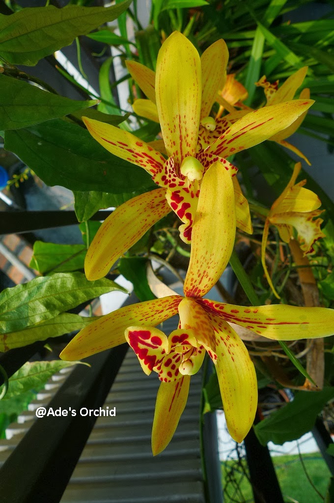 Ade's Orchid: Cymbidium Chen's Ruby