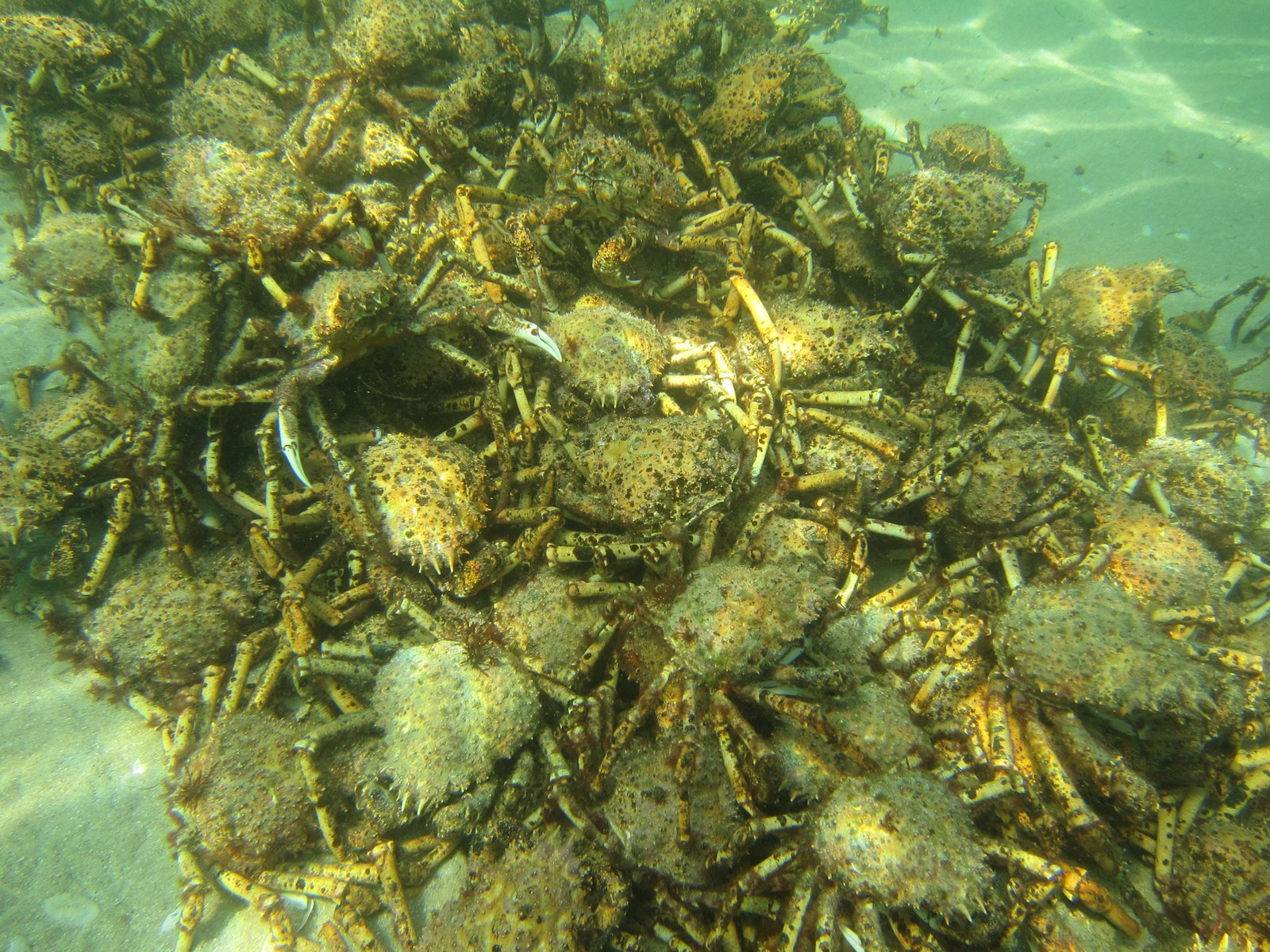 Diving: Rye pier and spider crabs