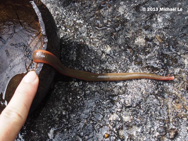 The rainforests of Borneo & Southeast Asia: The valley of giant leech