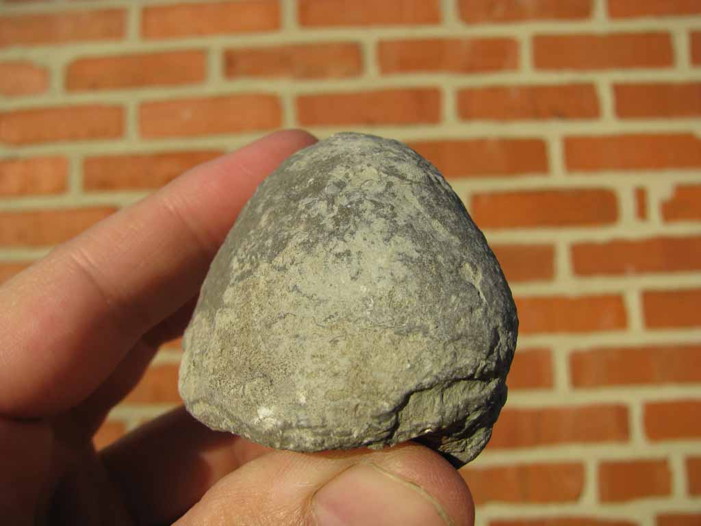 Views of the Mahantango: Stromatopora from Gotland, Sweden