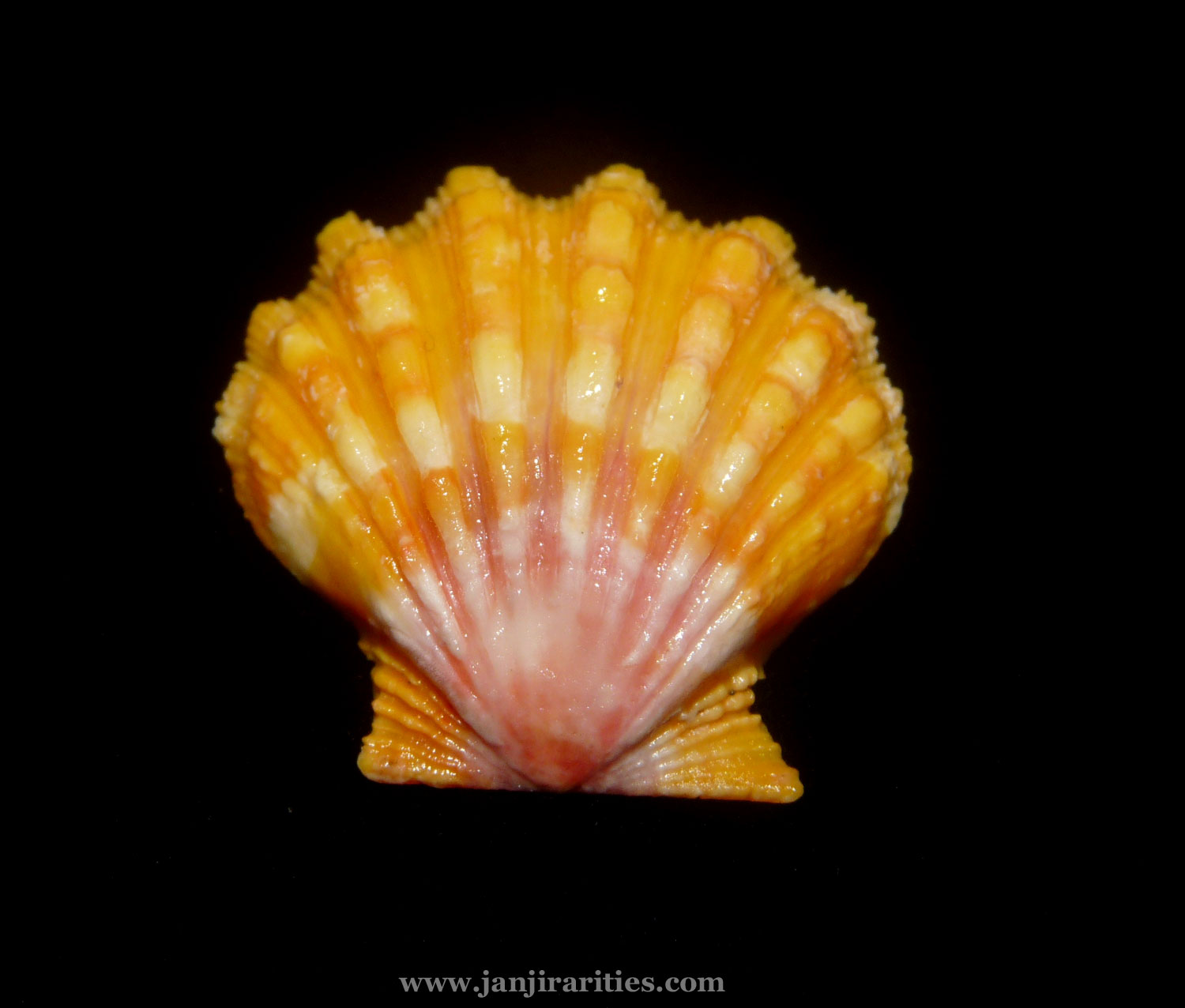 Kahelelani & Sunrise shell jewelry by.... Janjira: Sunrise shell from ...