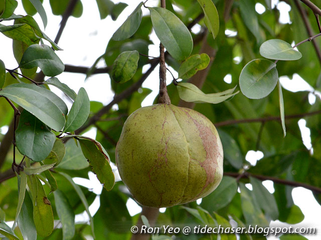 tHE tiDE cHAsER: Nyireh Bunga (Xylocarpus granatum)