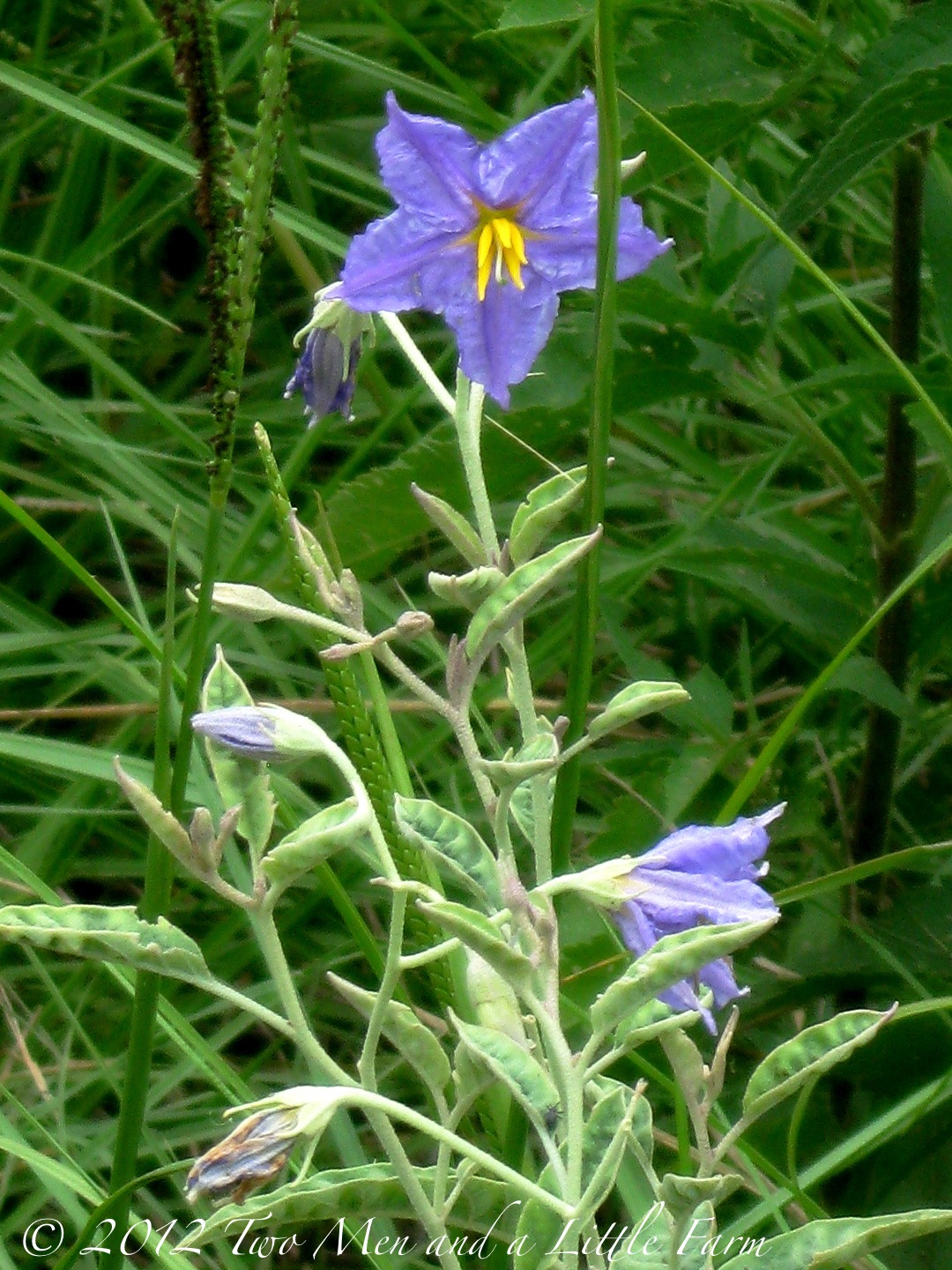 Two Men and a Little Farm: THE PURPLE FLOWER OF SILVER-LEAF NIGHTSHADE