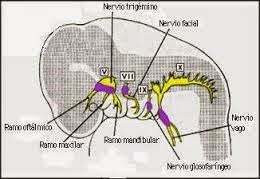 EMBRIOLOGIA ORAL: Primer Arco Branquial