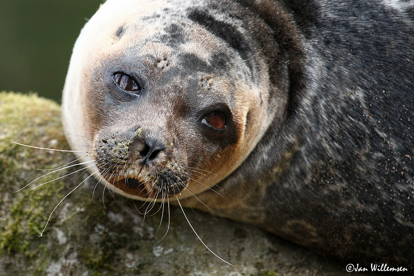 Jan Willemsen Fotografie: Burgers Zoo Arnhem