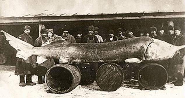 BELUGA STURGEON ~ Everything About Fish