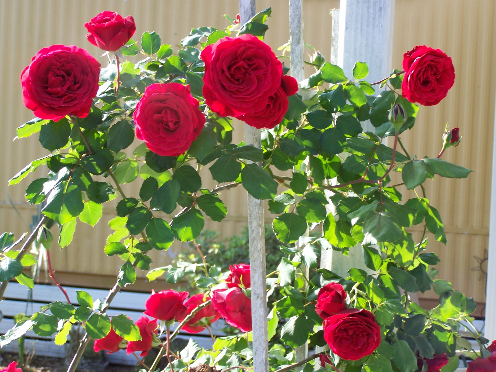 1600×1200 beautiful red rose wallpaper | Nice Wallpapers