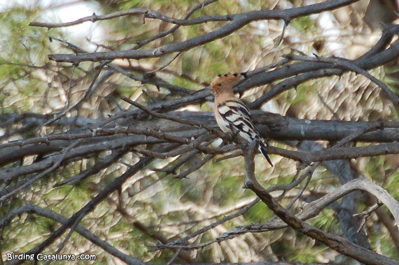 Birding Catalunya: Ocells del Parc Samà