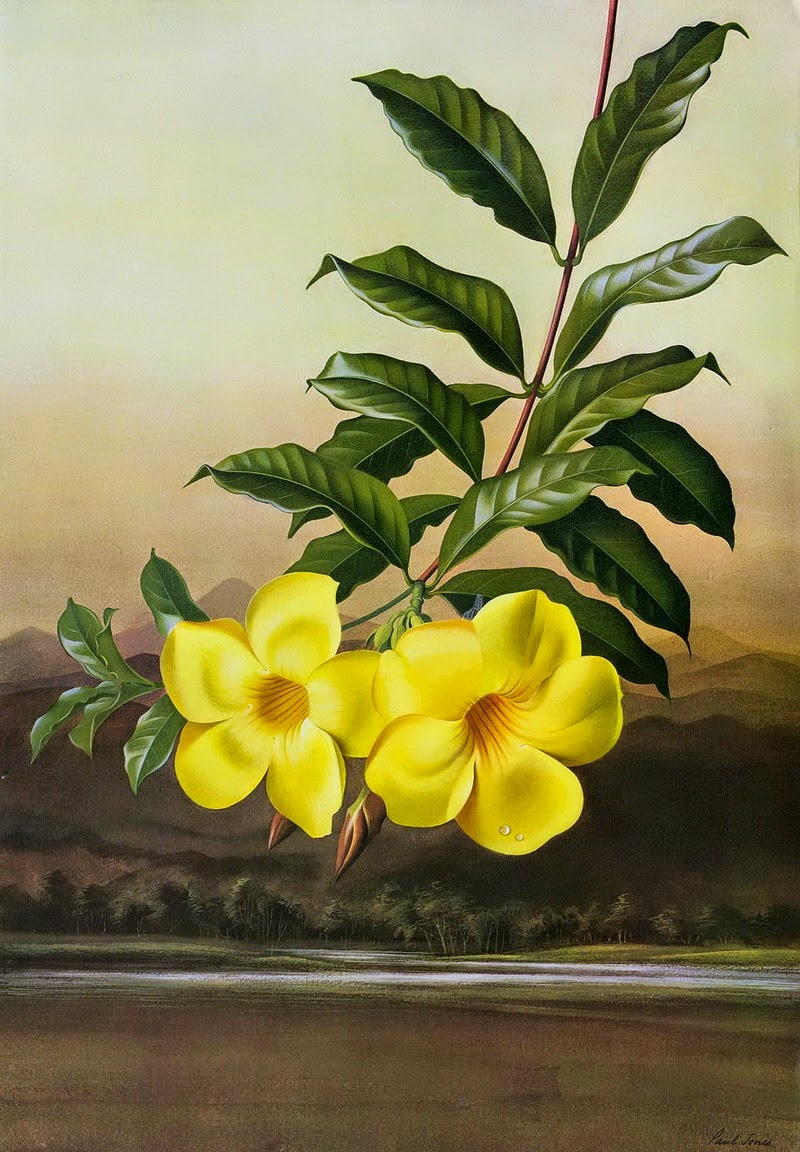 Il mondo di Mary Antony: Paul Jones- Flowers