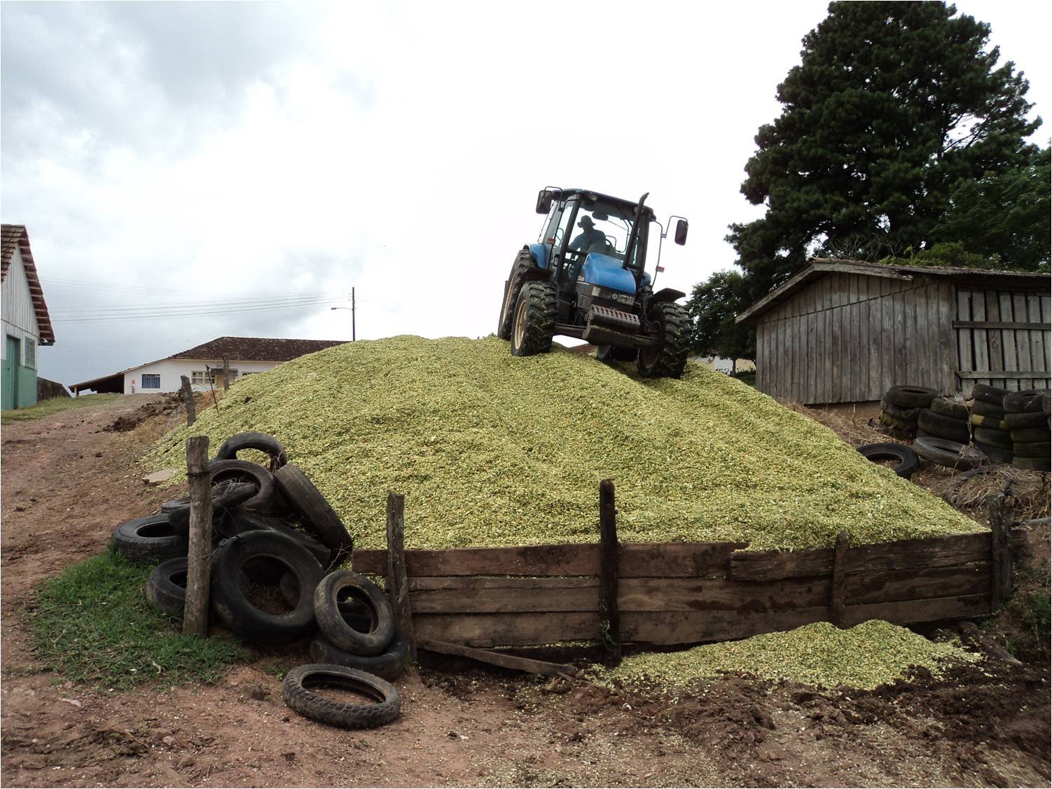 Zootecnia é 10: SILAGEM DE MILHO