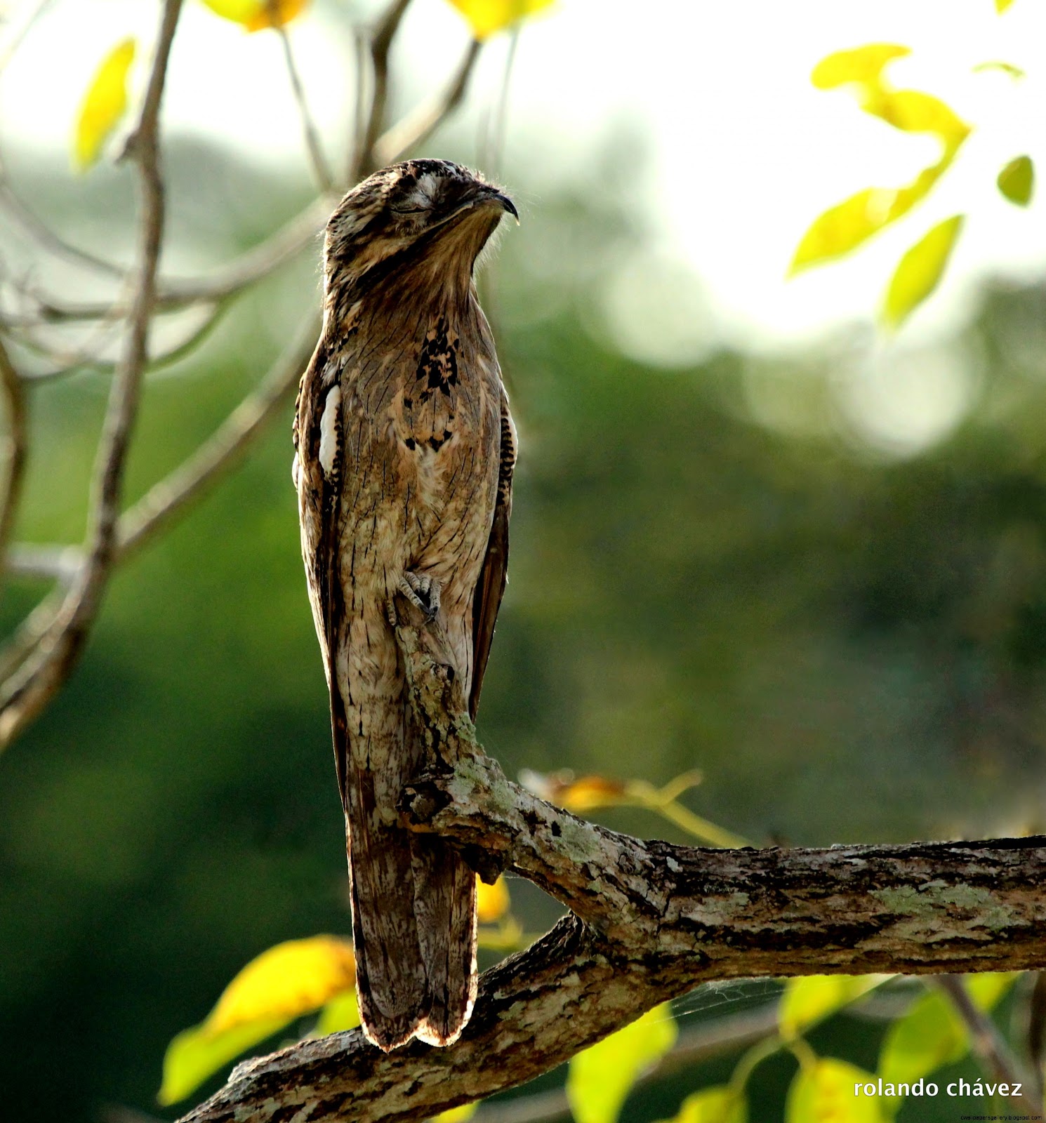 Baby Potoo Bird | Wallpapers Gallery